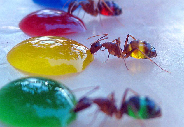 Joyspotting: rainbow ants - The Aesthetics of Joy